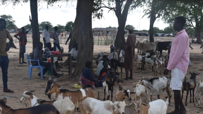 Turalei livestock dealers decry high auction permit fees - The Radio ...