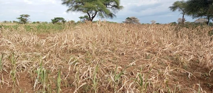 Crops drying up, leaving community devastated in Kapoeta North County ...