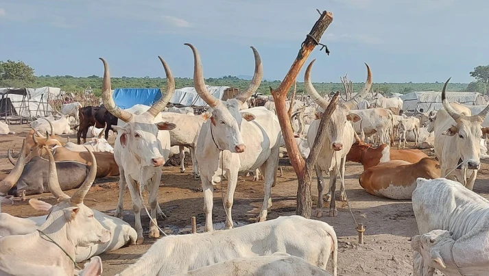 Yirol West cattle camps return to Awerial after 8 years - The Radio ...