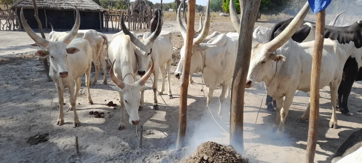 Official blames deadly Baidit attack on gov't - The Radio Community