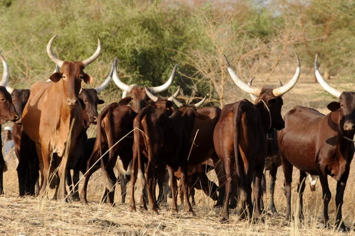 Why Rizeigat community declines a blood compensation offer - The Radio ...