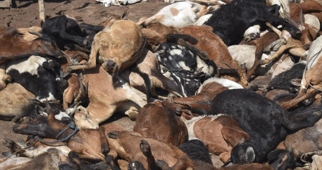 Over 200 goats, sheep die from poor ventilation in Aweil Center - The ...