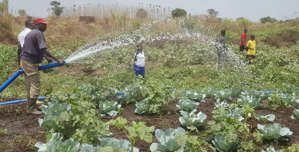 Irrigation pumps improve food production in Magwi, Yei River - The ...