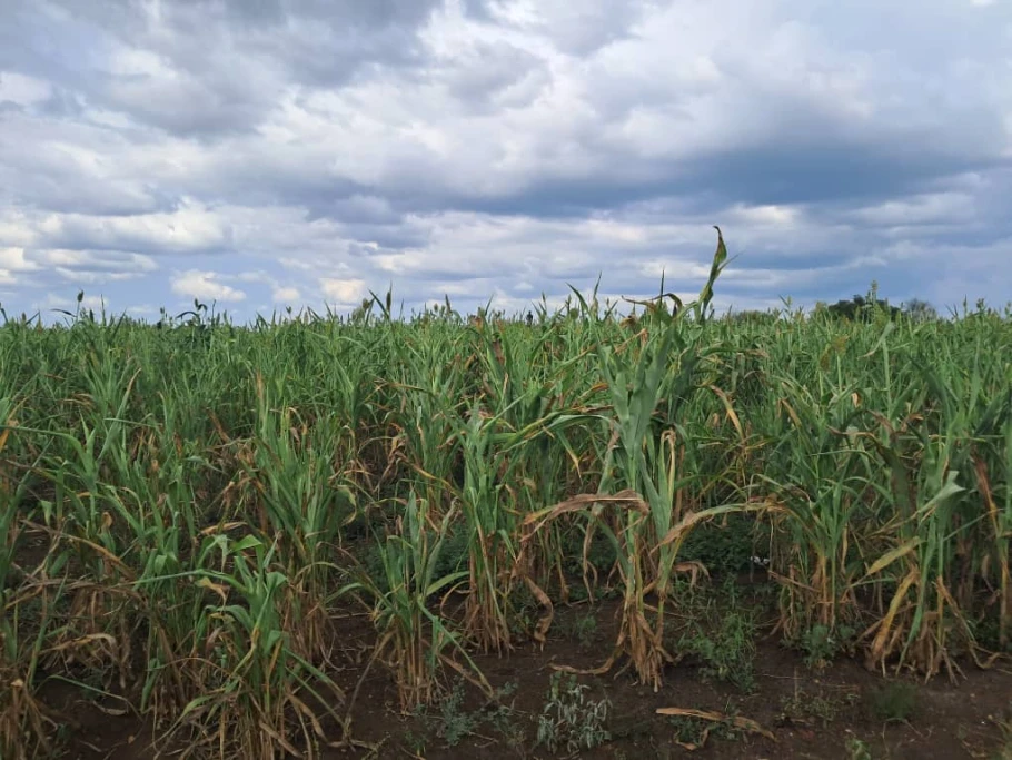 Climate change affect Kapoeta Counties’ farmers - The Radio Community