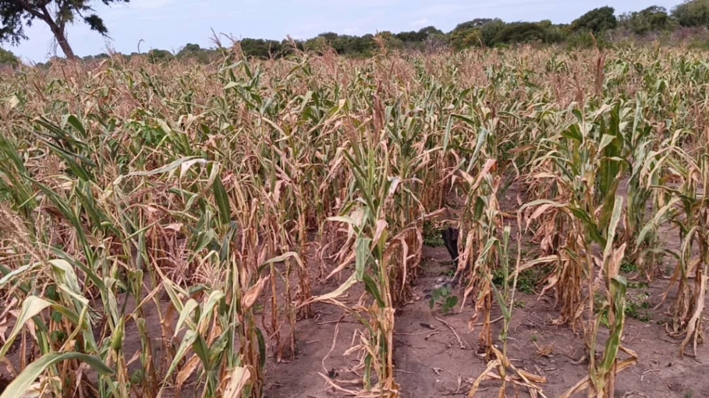 Awerial farmers count losses as irregular rain patterns fail crops ...
